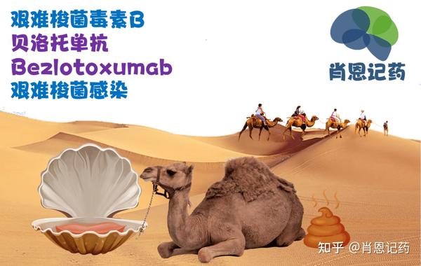 如何记住所有FDA批准生物药？| 中和艰难梭菌毒素B | Bezlotoxumab 贝洛托单抗 | 治疗艰难梭菌感染 - 知乎