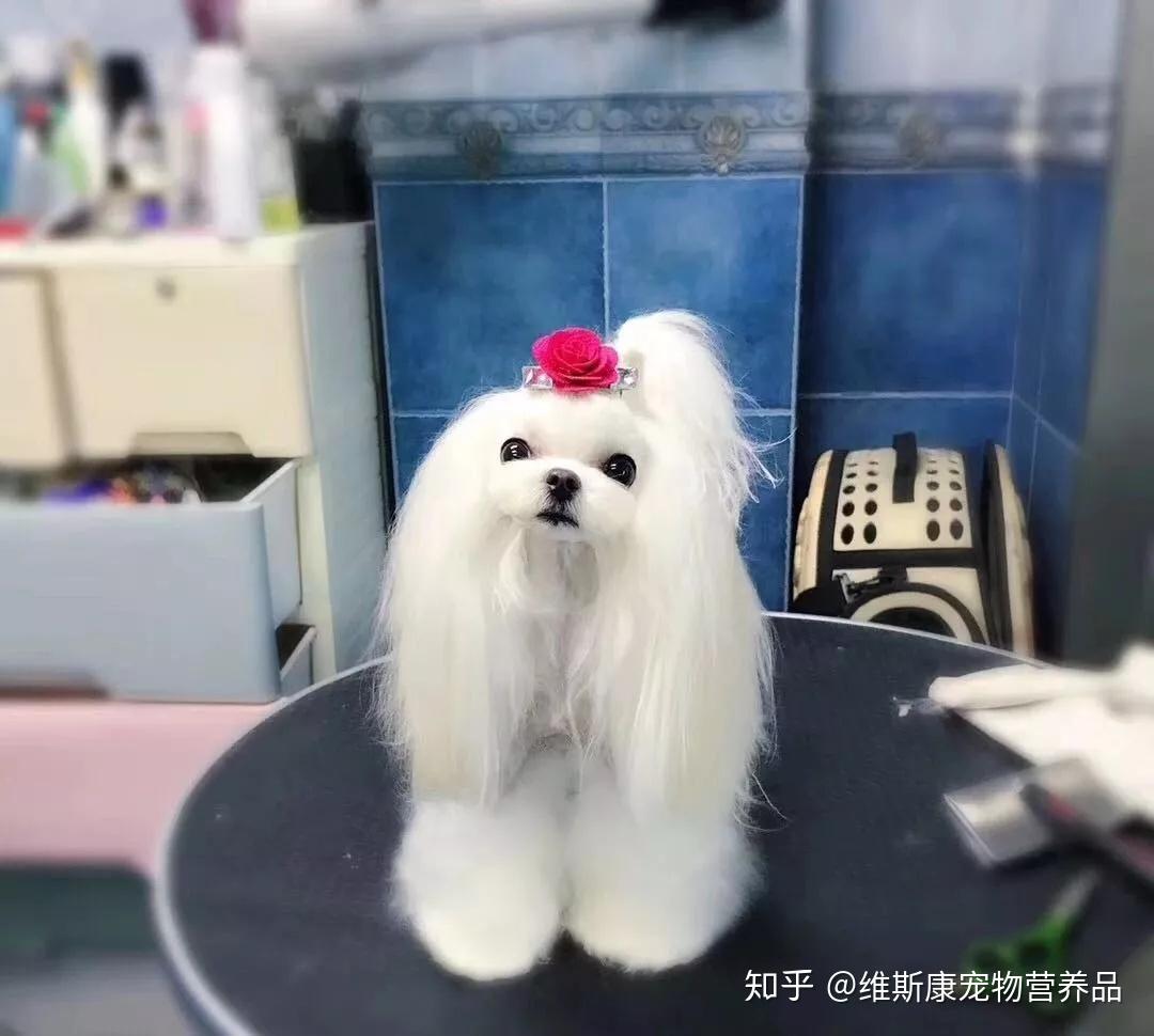 不易掉毛的狗狗排名，中国狗狗轻松夺冠！ - 知乎