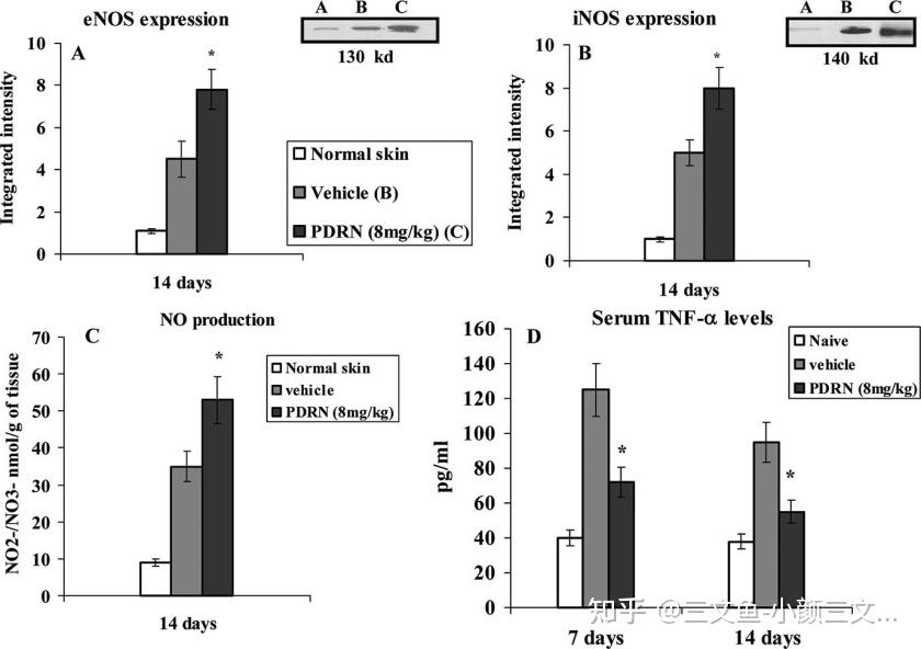 [文献解读]-PDRN促进实验性热损伤中的血管生成和伤口愈合 - 知乎