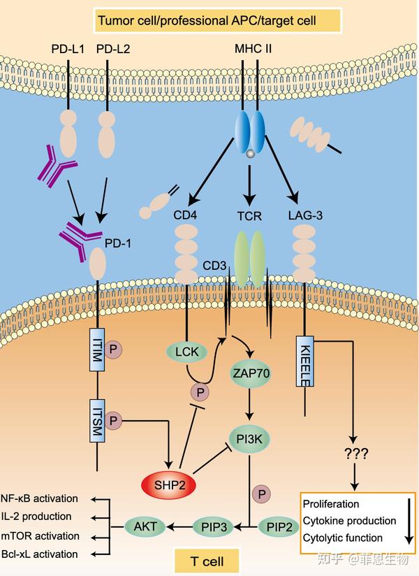 程序性细胞死亡蛋白1(PD-1/PD-L1)信号通路 - 知乎