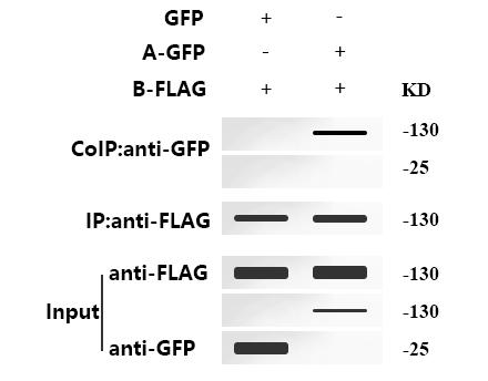 Co-IP与信号通路研究 - 知乎