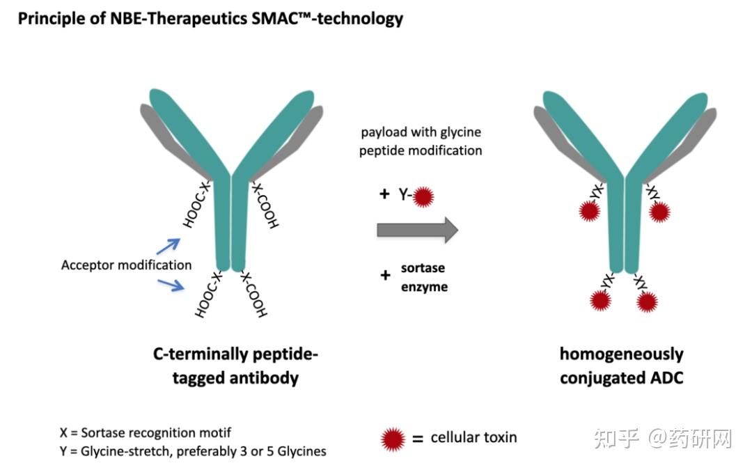 国外主要ADC技术梳理（上） - 知乎