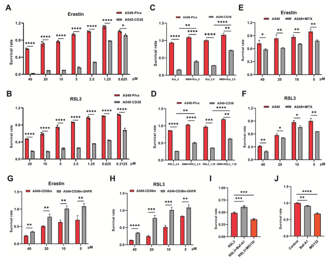 CDD丨二氢叶酸还原酶的氧化降解增加了 CD38 介导的铁死亡易感性 - 知乎