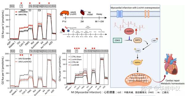 2022年OROBOROS O2k能量代谢相关文章锦集 - 知乎