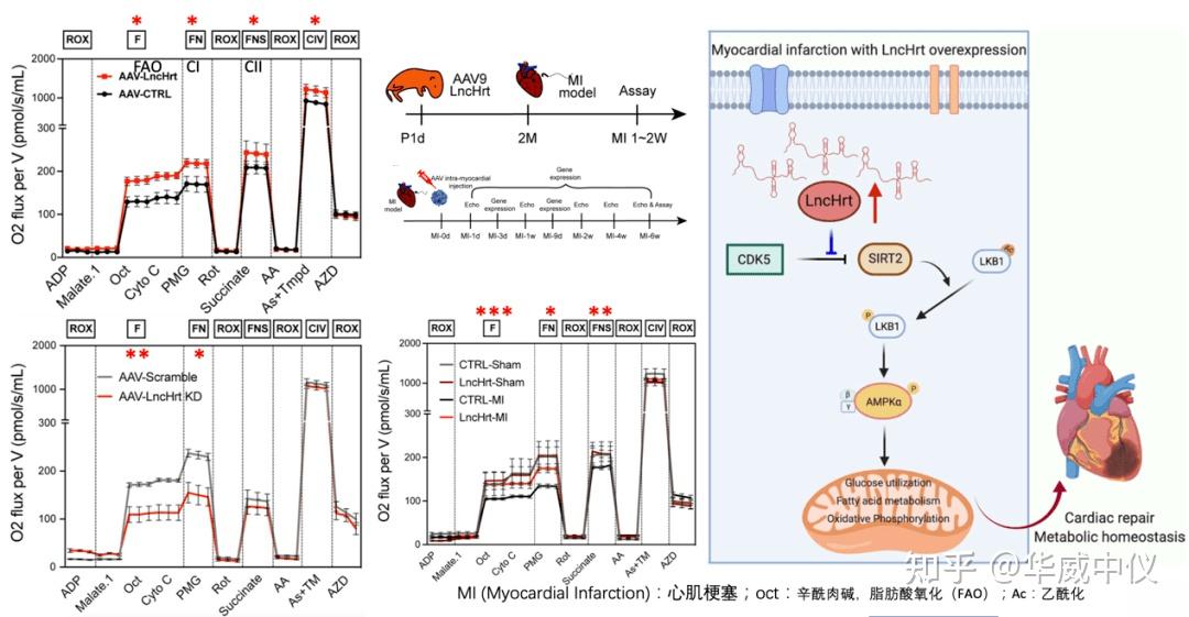 2022年OROBOROS O2k能量代谢相关文章锦集 - 知乎