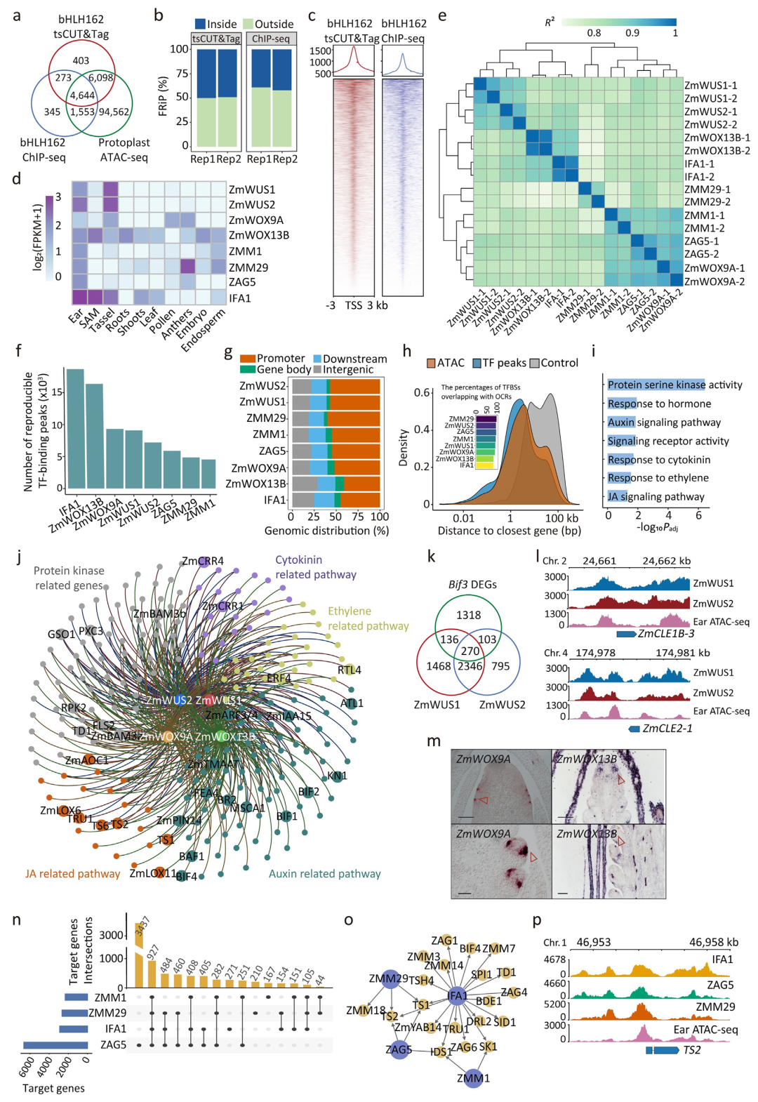 解析表观遗传学的工具——CUT&Tag - 知乎