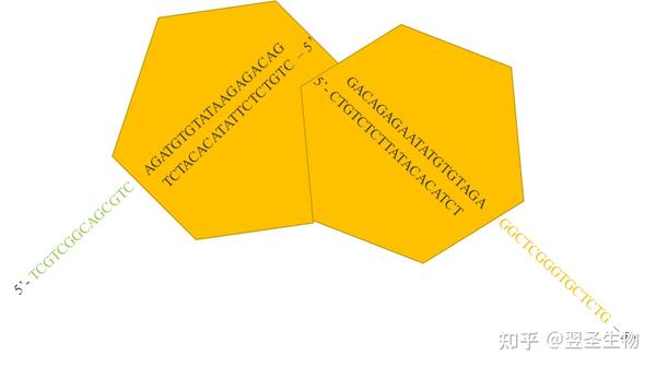 从Tn5结构来看如何利用Tn5进行文库构建 - 知乎