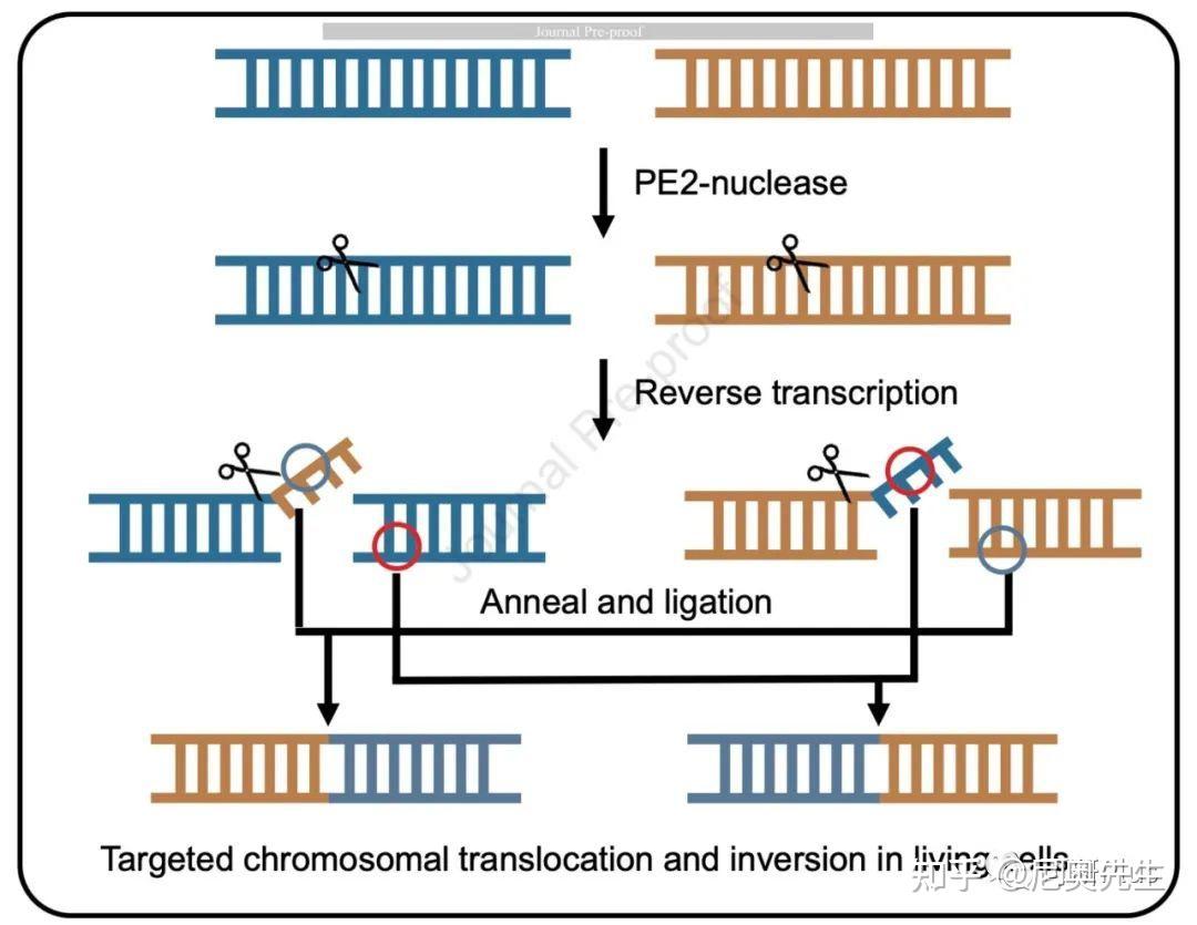 Mol. Ther | PE2核酸酶介导的染色体易位与倒位 - 知乎
