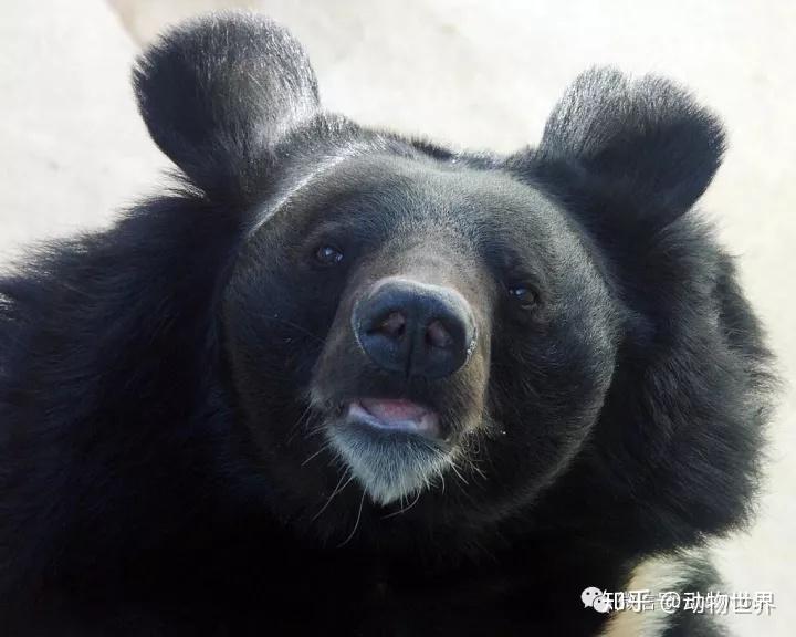 动物世界-亚洲黑熊 - 知乎