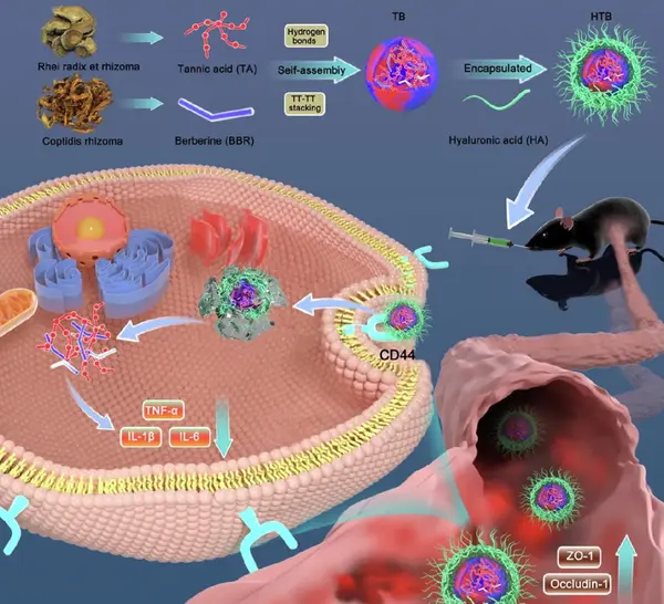 J Adv Res|王胜鹏团队揭示小檗碱/单宁酸靶向治疗溃疡性结肠炎的新方向 - 知乎