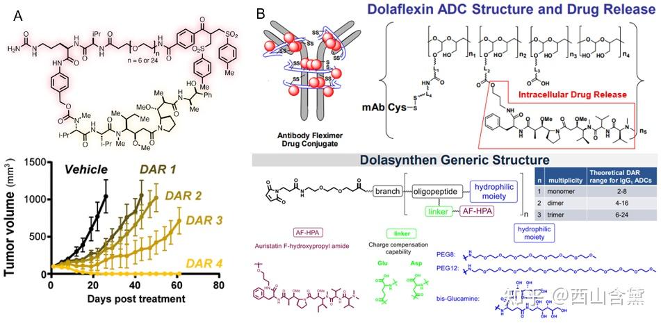 基于Trastuzumab ADC的构效关系总结 - 知乎