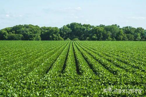 The Ingredient in Almost Everything You Eat - 知乎