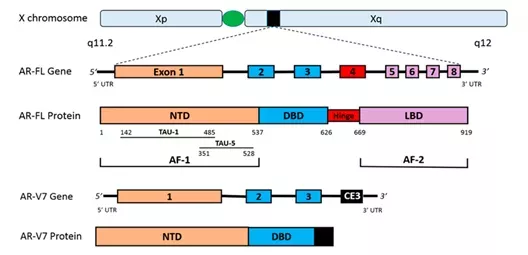 学术前沿｜AR-V7在去势抵抗性前列腺癌中的检测意义 - 知乎