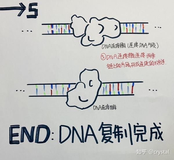 DNA的复制过程 - 知乎