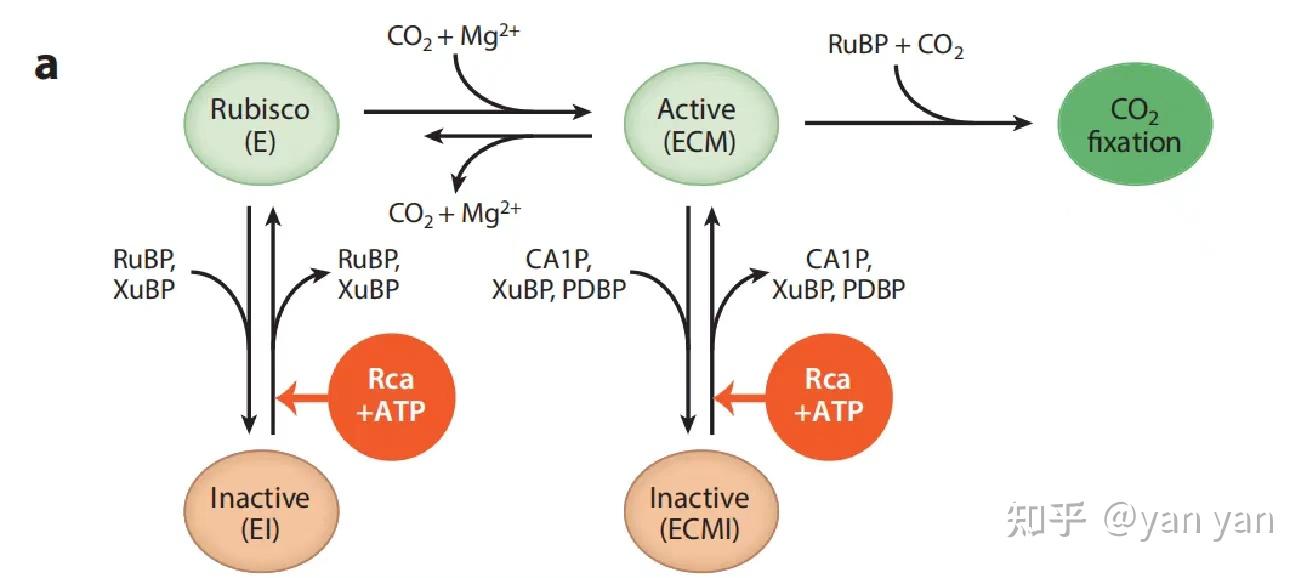 BIOLOGY｜关于Rubisco酶的结构与功能 - 知乎