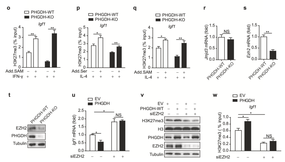 Nature子刊CMI丨丝氨酸代谢对巨噬细胞极化的调控作用 - 知乎