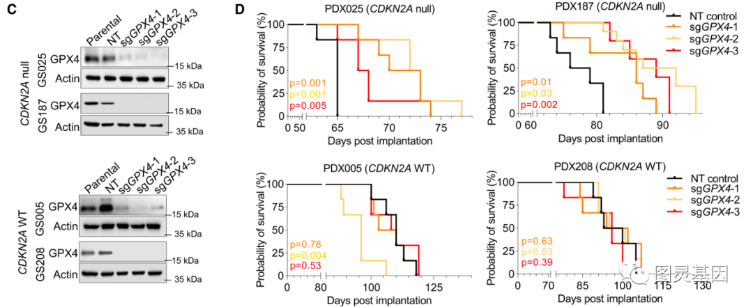 Can Cell | CDKN2A基因缺失重塑脂质代谢，诱发胶质母细胞瘤铁死亡 - 知乎