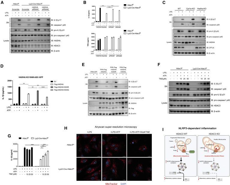 组蛋白去乙酰化酶3怎样通过转位到线粒体抑制依赖性炎症——高分文献解读 - 知乎