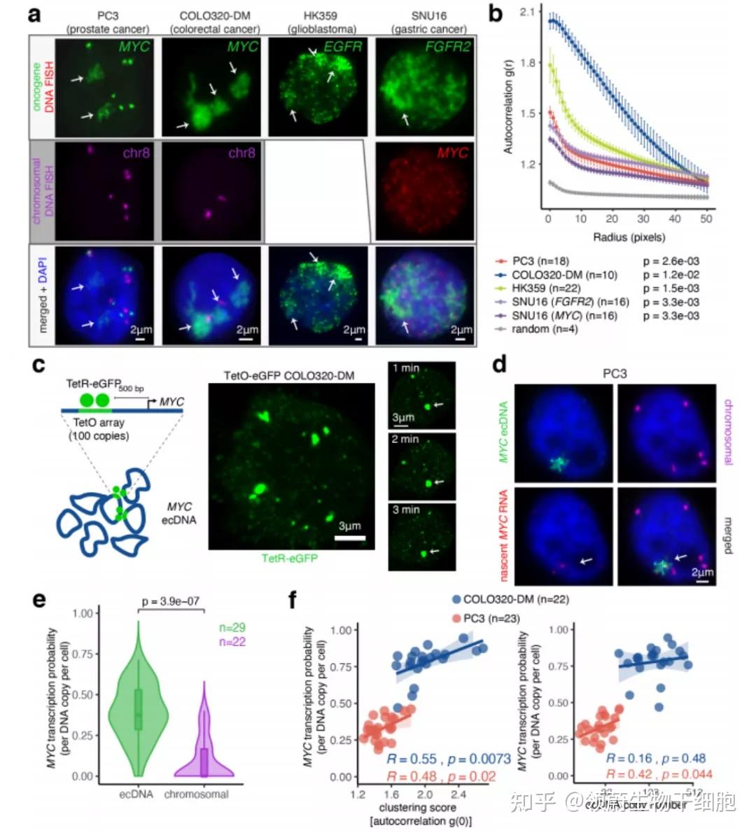 Nature | 染色体外DNA驱动癌症机理 - 知乎
