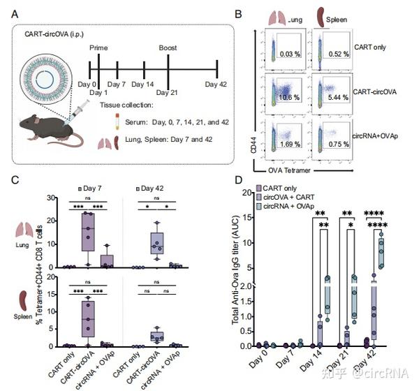 PNAS | 斯坦福大学Howard Y. Chang教授详解环状RNA疫苗诱导强效细胞免疫 - 知乎