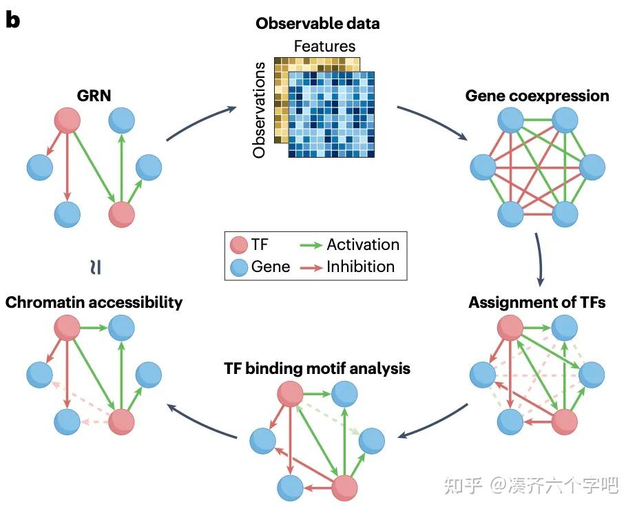 基因调控网络(gene regulatory network-GRN)分析基础概念 - 知乎