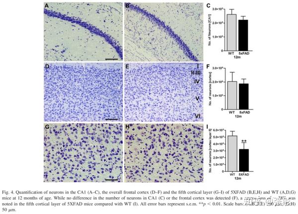 5xFAD（五转）五转家族性阿尔茨海默病模型小鼠 - 知乎