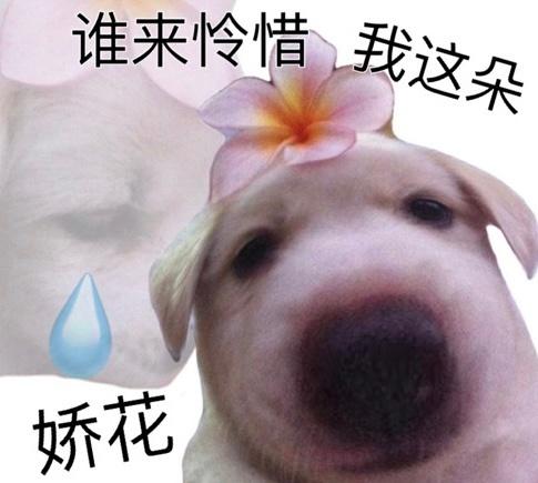 80张最近很火的发疯表情包|精神状态|无水印表情包 - 知乎