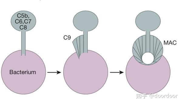 补体系统（The complement system） - 知乎