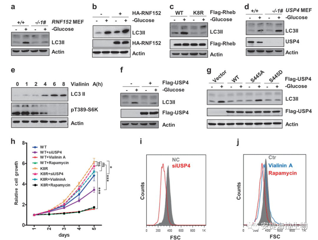 Rheb泛素化调控生长因子诱导的mTORC1激活 - 知乎