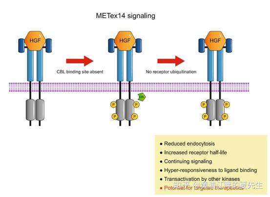 c-Met的功能、突变及靶向治疗 - 知乎