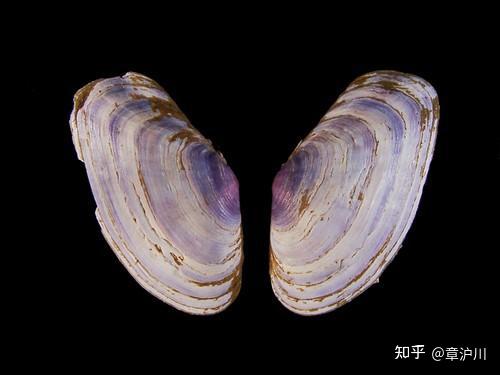 血蚶：剥开血淋淋的贝壳，你敢吃吗？为啥沿海人对它如此狂热｜食材科普 - 知乎