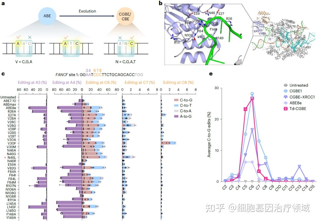邦耀生物开发出高精度新型胞嘧啶碱基编辑系统 - 知乎
