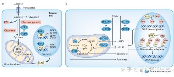 Nat Rev Immunol: 癌症代谢-展望未来 - 知乎