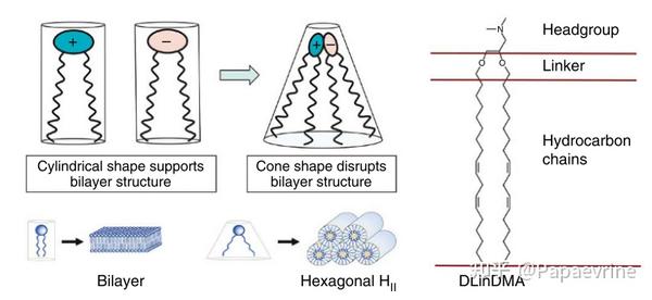 用于递送siRNA的阳离子脂质的合理设计（2021.09.02） - 知乎