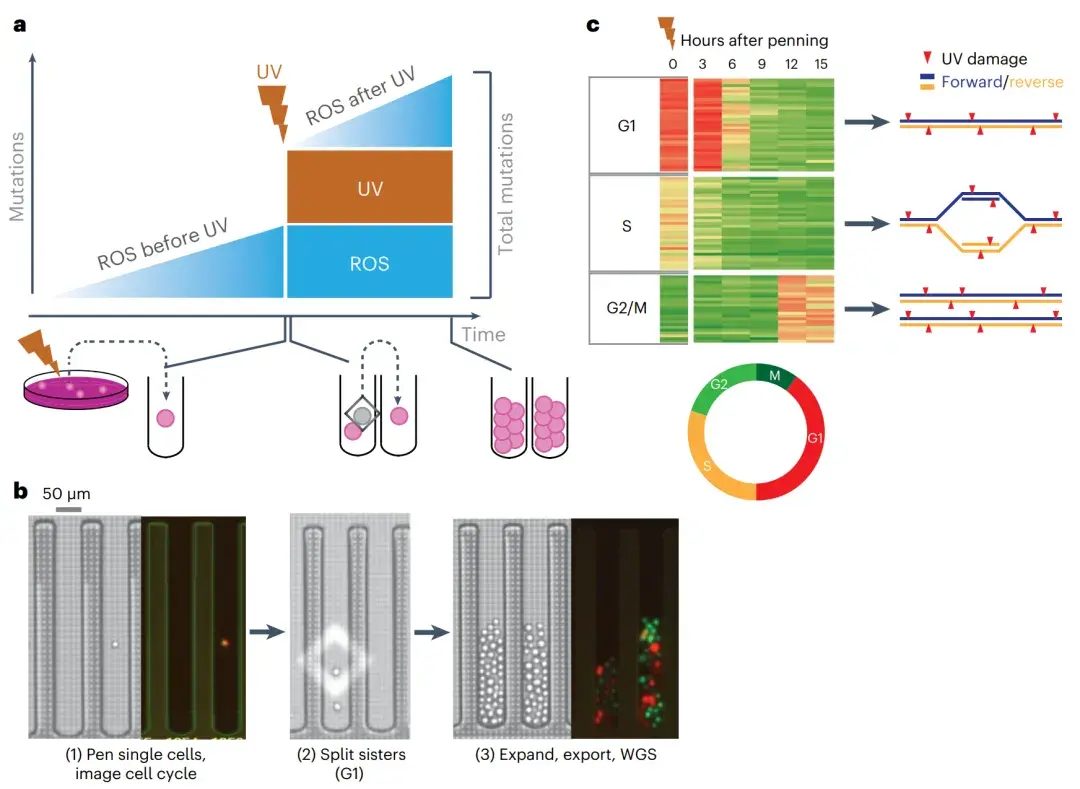 Nature Genetics |单细胞光导系统拆分单次有丝分裂姐妹细胞_化工仪器网