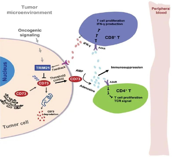 《Science Advances》新发布! 单细胞蛋白组技术验证CD73为新的癌症治疗靶点 - 知乎