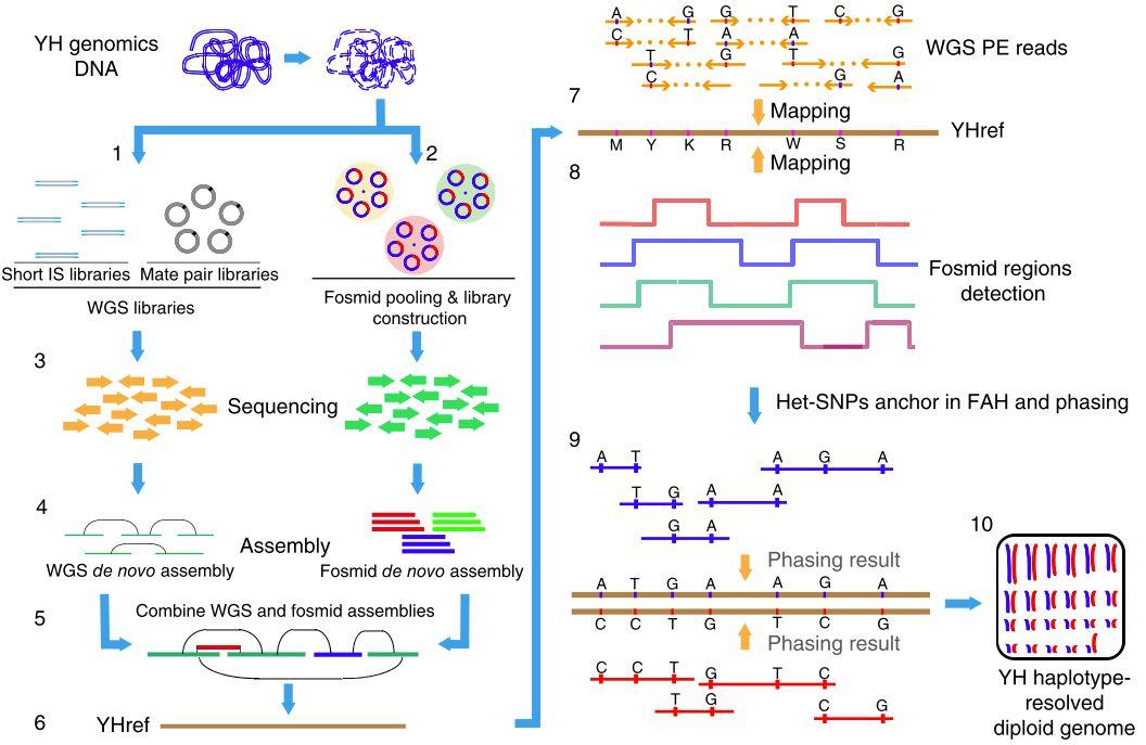 人类基因组的Phasing原理是什么？ - 知乎