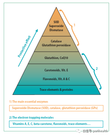 PuriActives® SOD 超氧化物歧化酶 - 知乎