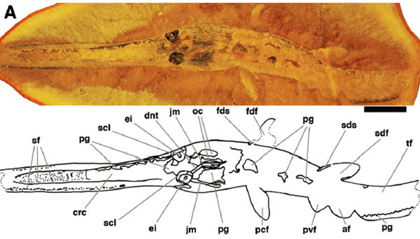 【地球演义】鲛腾记2：形 - 知乎