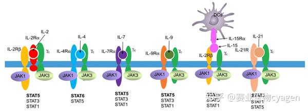 免疫研究热门靶点之IL2Rg - 知乎