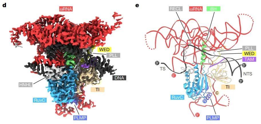 Nature | 张锋团队解析新型基因编辑系统OMEGA内切酶IsrB的冷冻电镜结构 - 知乎