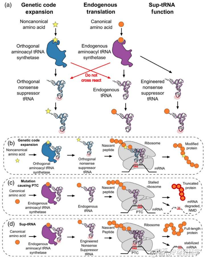 mRNA技术风头正劲，tRNA疗法又来了，这一黑科技将在医药领域掀起怎样的旋风？ - 知乎