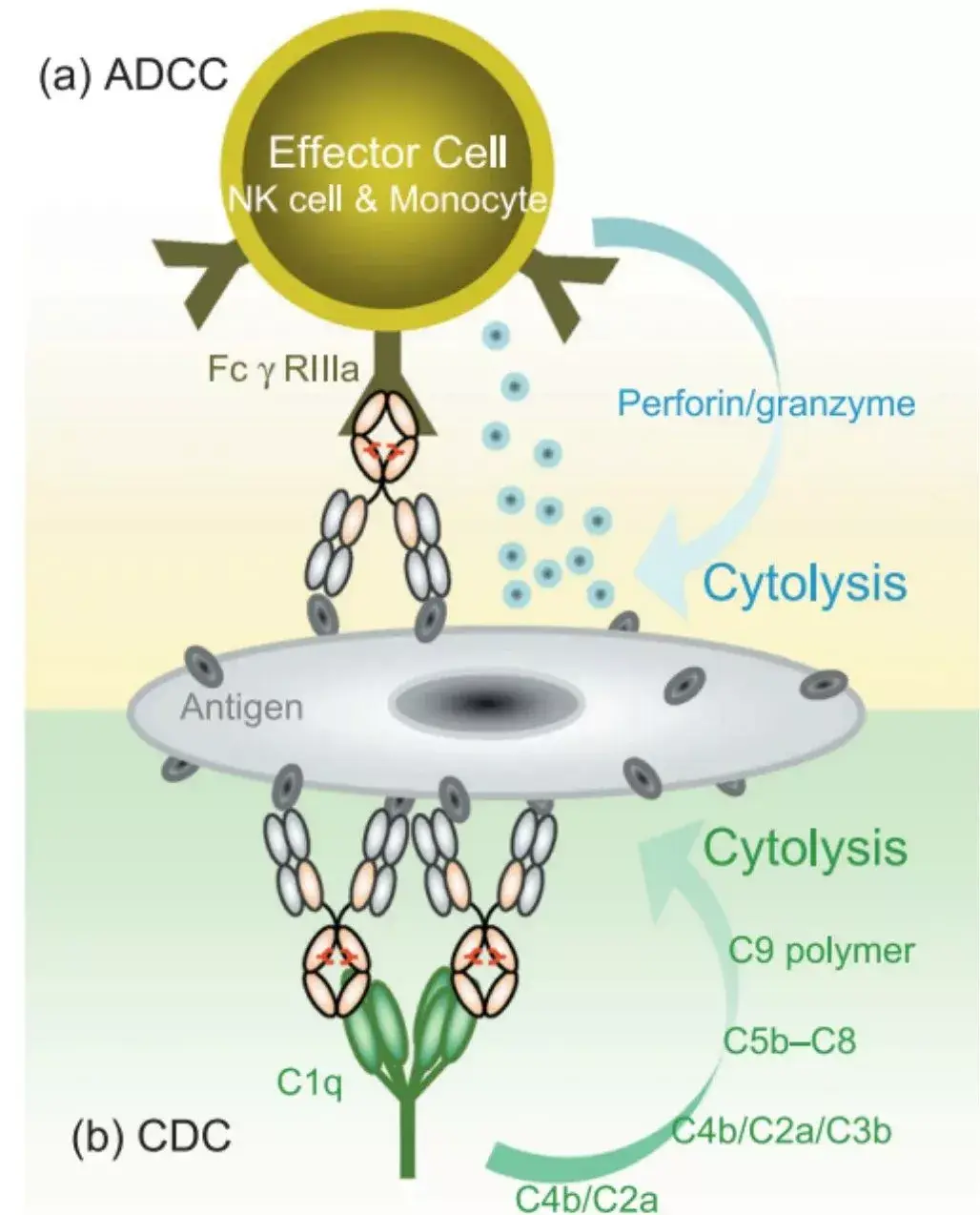 靶向CD16A，激活先天免疫系统的ADCC效应 - 知乎