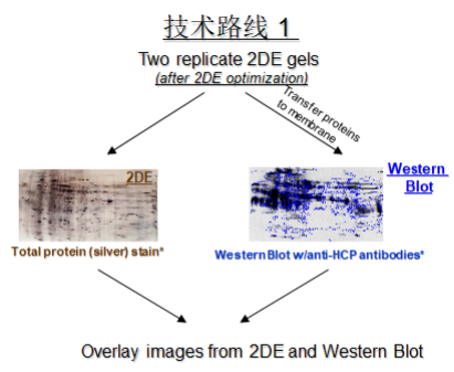 HCP抗体覆盖率验证解决方案(一)2D-WB双向凝胶电泳联用免疫印迹分析 - 知乎
