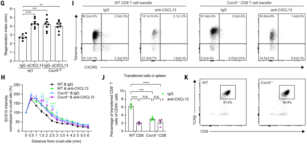Science：为什么老年人神经损伤后难以恢复？可逆的CD8+ T细胞与神经元交流导致衰老依赖的神经再生衰退 - 知乎