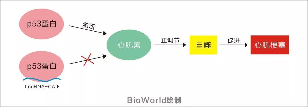 LncRNA＋自噬＋p53＝10分文章 - 知乎