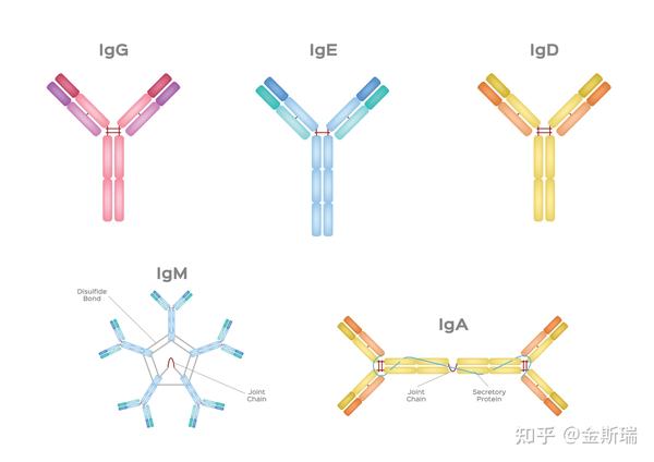 抗体亚型及兔单抗优势总结 - 知乎