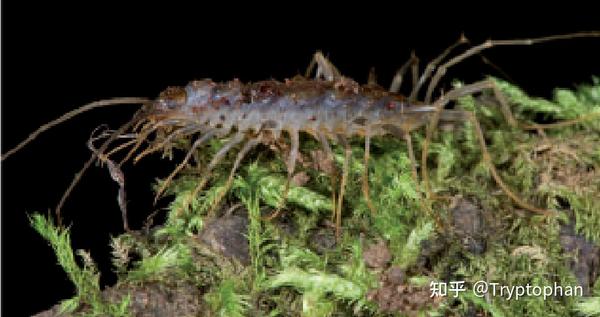 【Scutigeromorpha 】世界蚰蜒属征译名 分类 图鉴 - 知乎