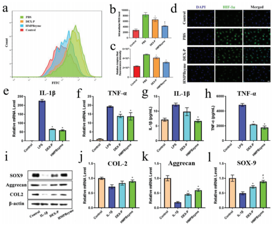文献解读：骨关节炎治疗或有新希望？生物可降解HMBP酶大有潜力！ - 知乎