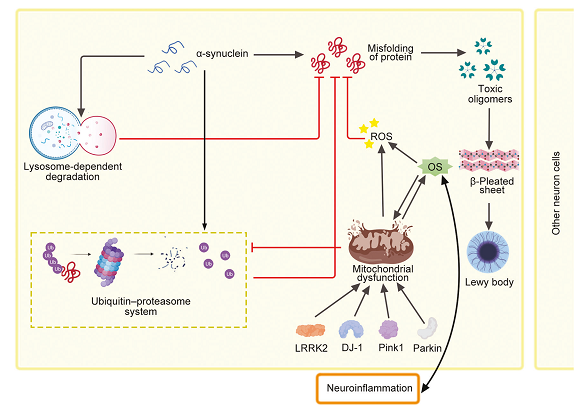 STTT 综述︱浙江大学彭丽华团队阐述帕金森病潜在治疗天然分子药物 - 知乎